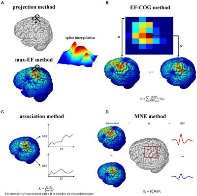 Frontiers | Transcranial magnetic stimulation mapping of the motor cortex: comparison of five ...